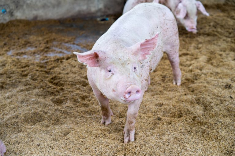 Brazil’s first biogas-fired plant using pig manure begins operations ...