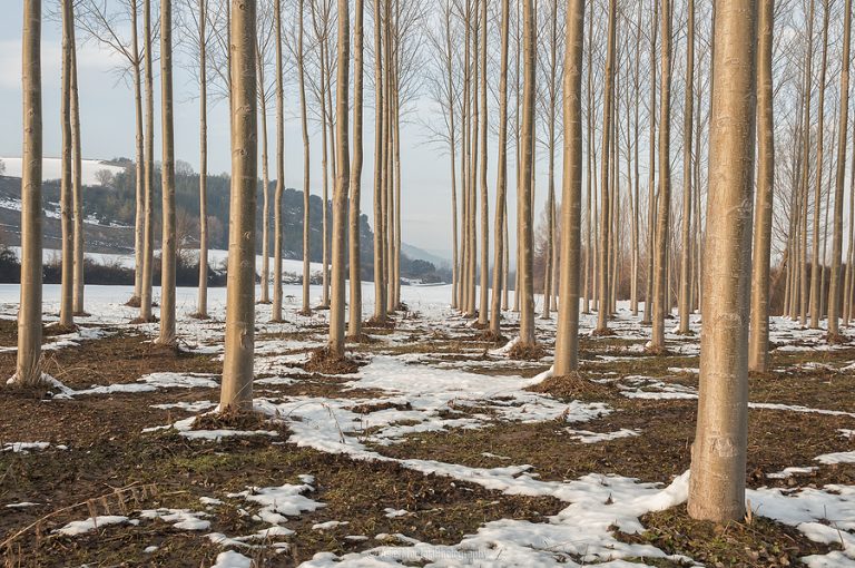 University of Georgia academics receive $15.8m for poplar-focused ...