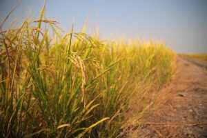 Construction starts for biomass plant using rice husk fuel in Hau Giang ...