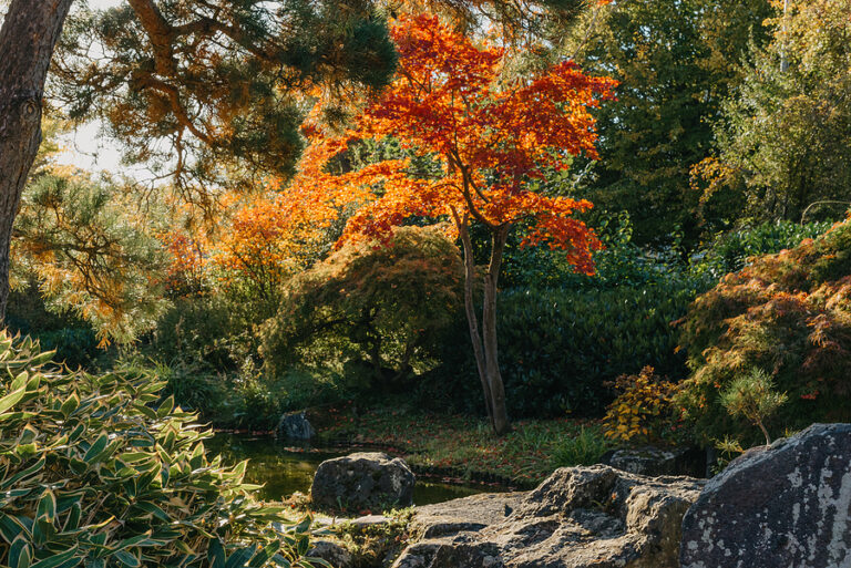 One of Japan’s “largest biomass plants” begins operation | Bioenergy ...