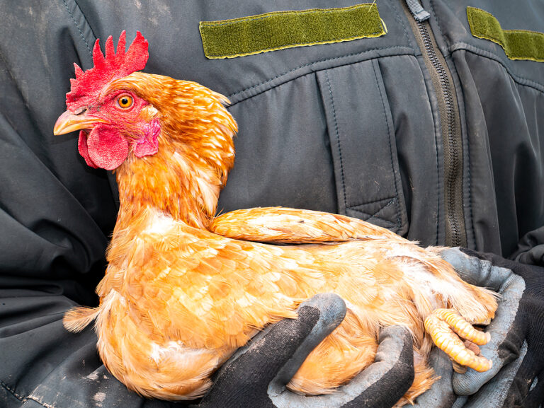 Arkansas' Clarksville awarded 'AA' BDO Zone rating for poultry litter ...