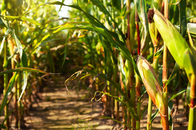 Biogas plant to solve agricultural waste problem in West Lombok ...