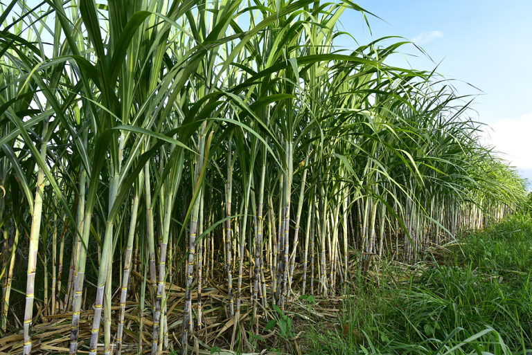 Brazil saw record biomass output last year | Bioenergy Insight Magazine