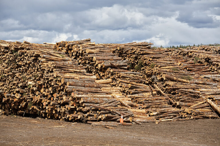 The world's "largest single pulp production line" mill is powered by ...