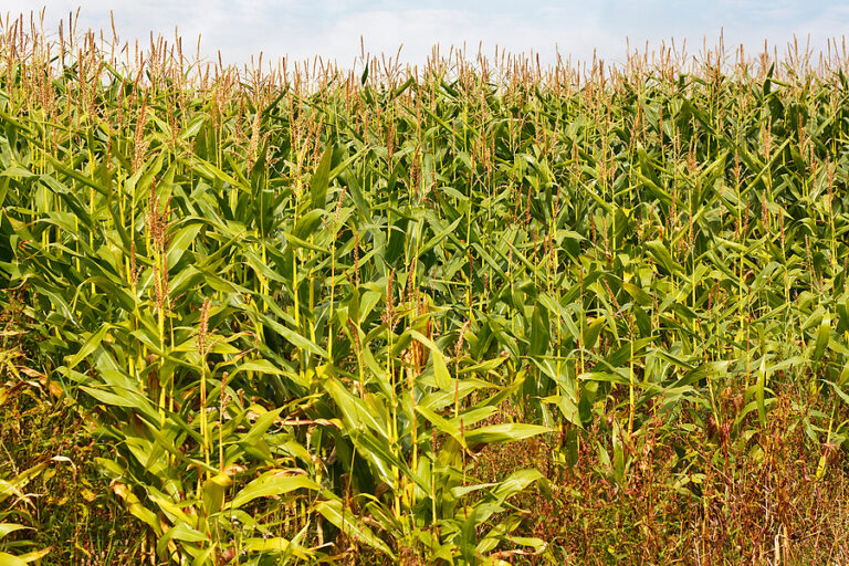 Sac County is recognised for 'A'-rated corn stover biomass - Bioenergy ...