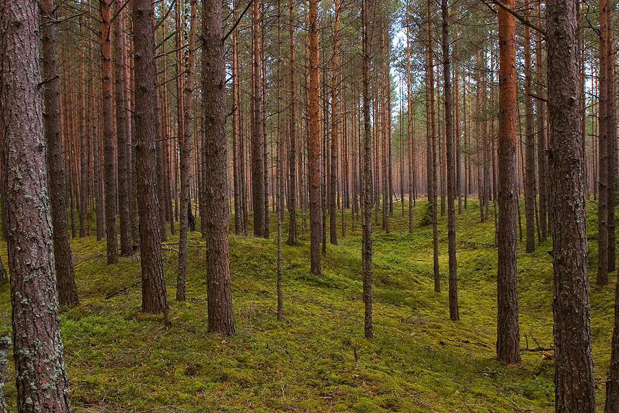 Qarlbo Biodiversity and Woodland Biofuels sign biomass supply agreement ...