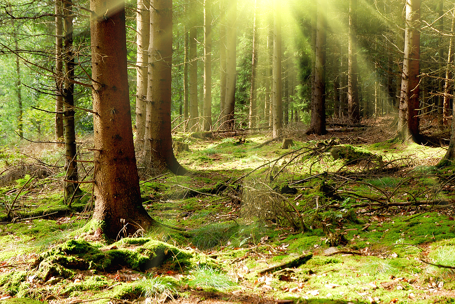The Malaysian state of Sarawak is redirecting its forestry sector ...